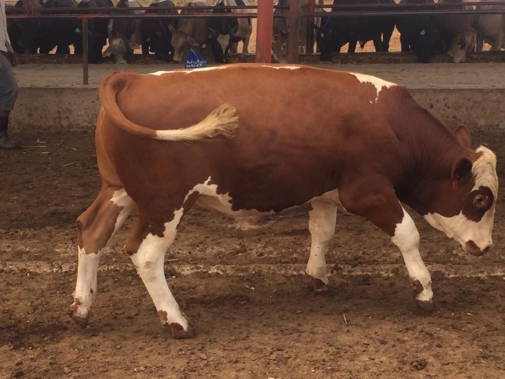 Bull fattening at NEC Farm-Katonga. - National Enterprise Corporation